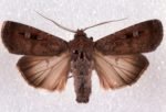 Bogong moth - Australian Geographic