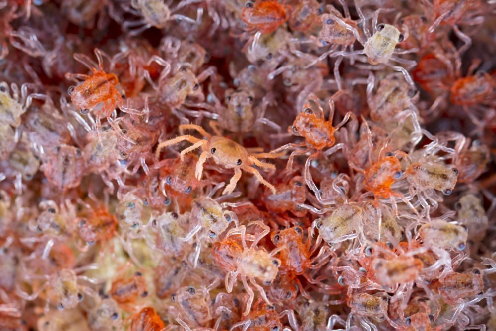 In pictures: red crab baby boom on Christmas Island - Australian Geographic