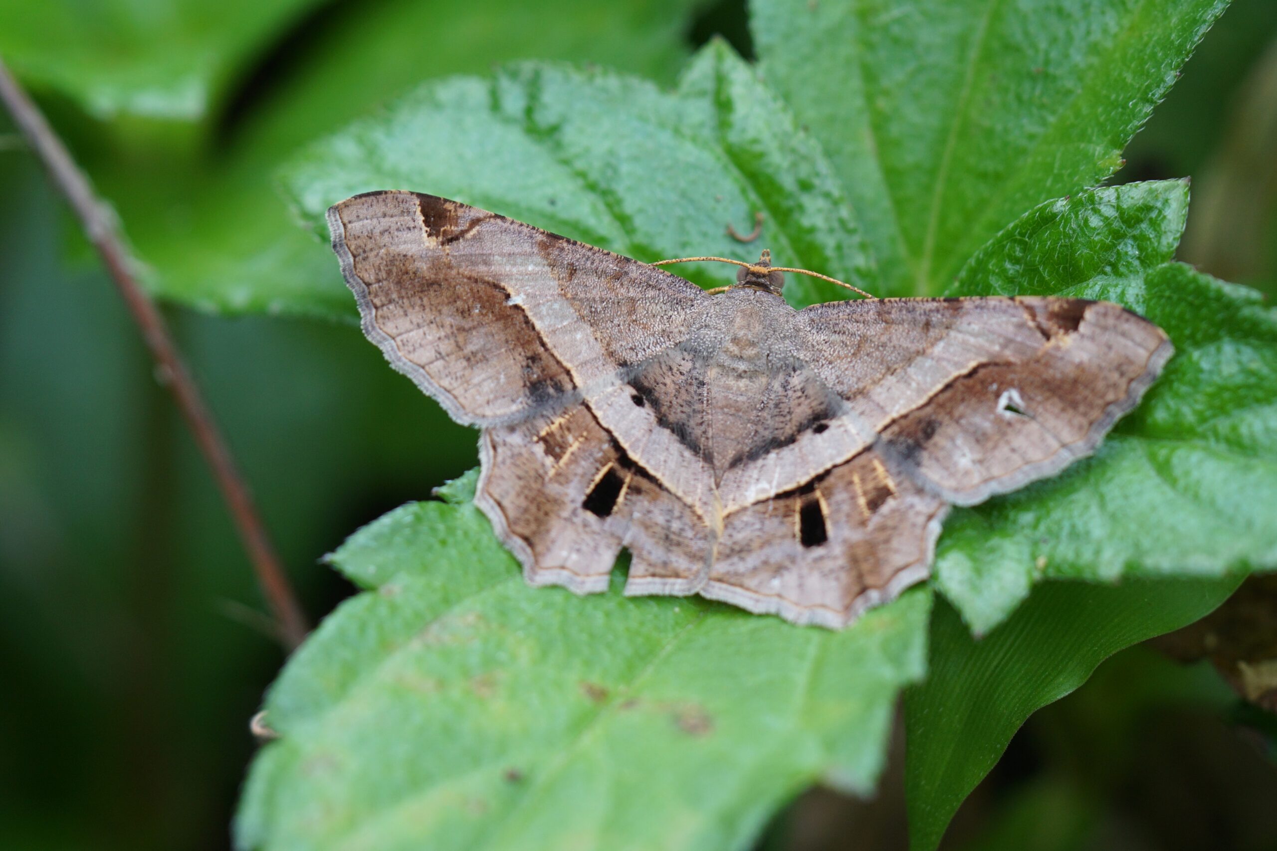 Bogong moth - Australian Geographic