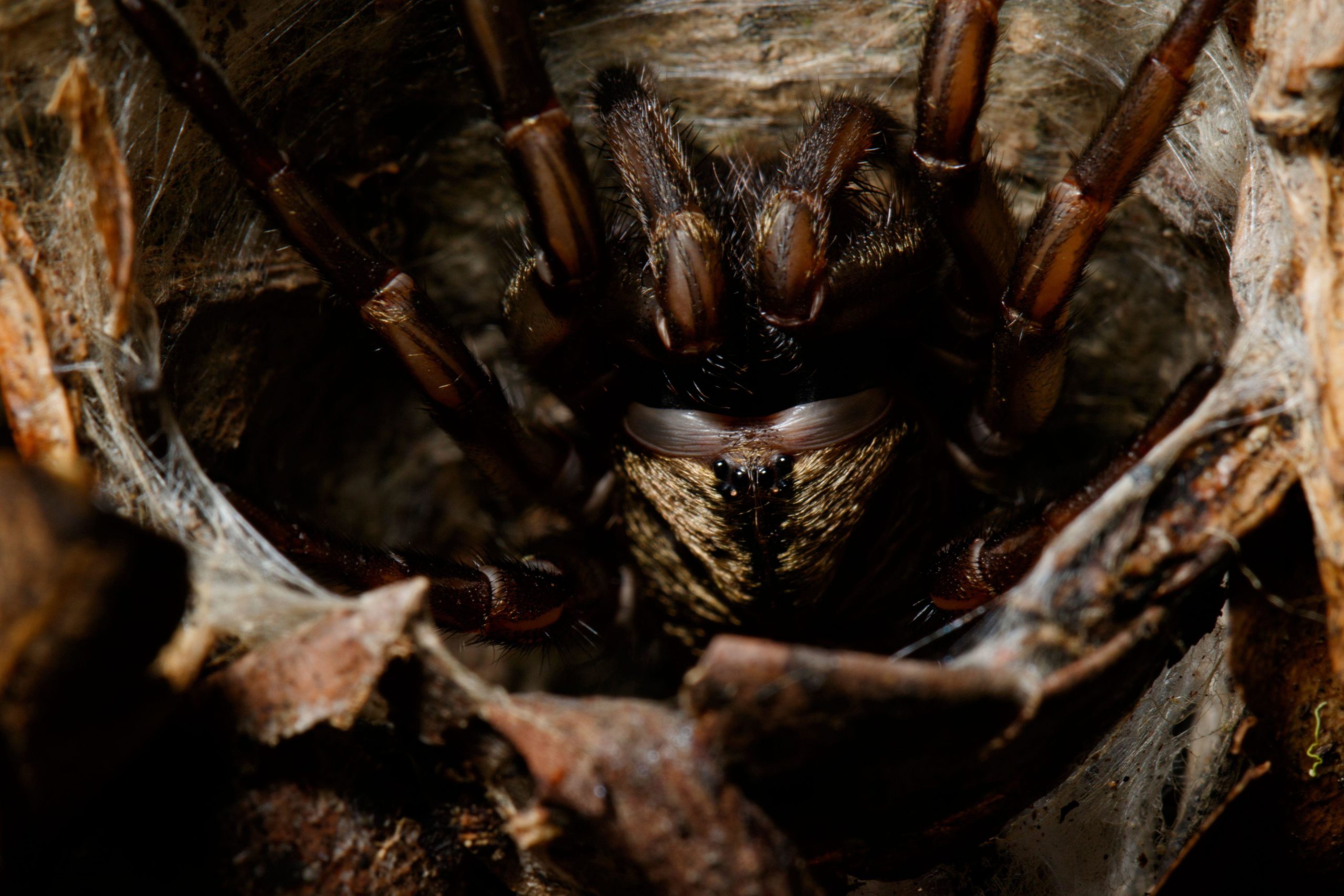 Fact File: trapdoor spider - Australian Geographic