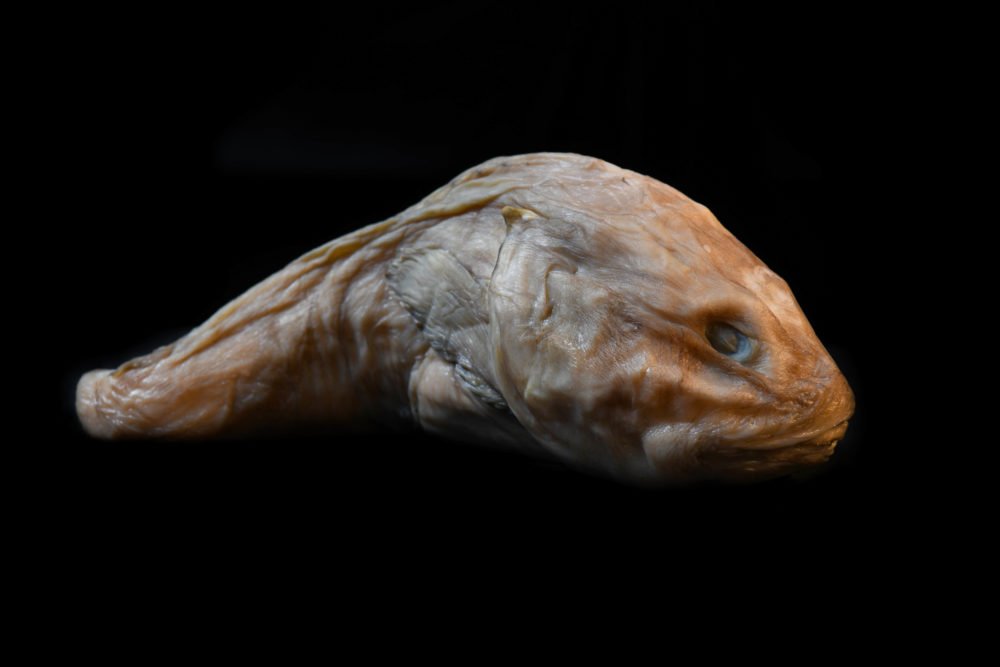 "I try to find the beauty in everything": Checking in on the fugly fish ...