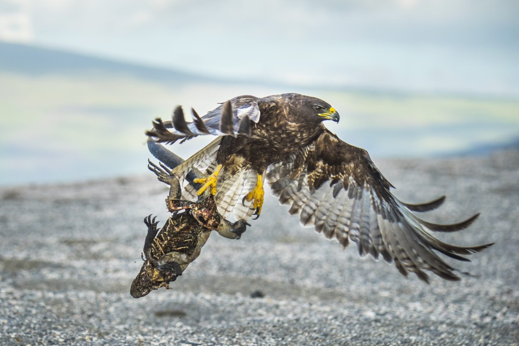 Meet the dragons of the Galapagos - Australian Geographic