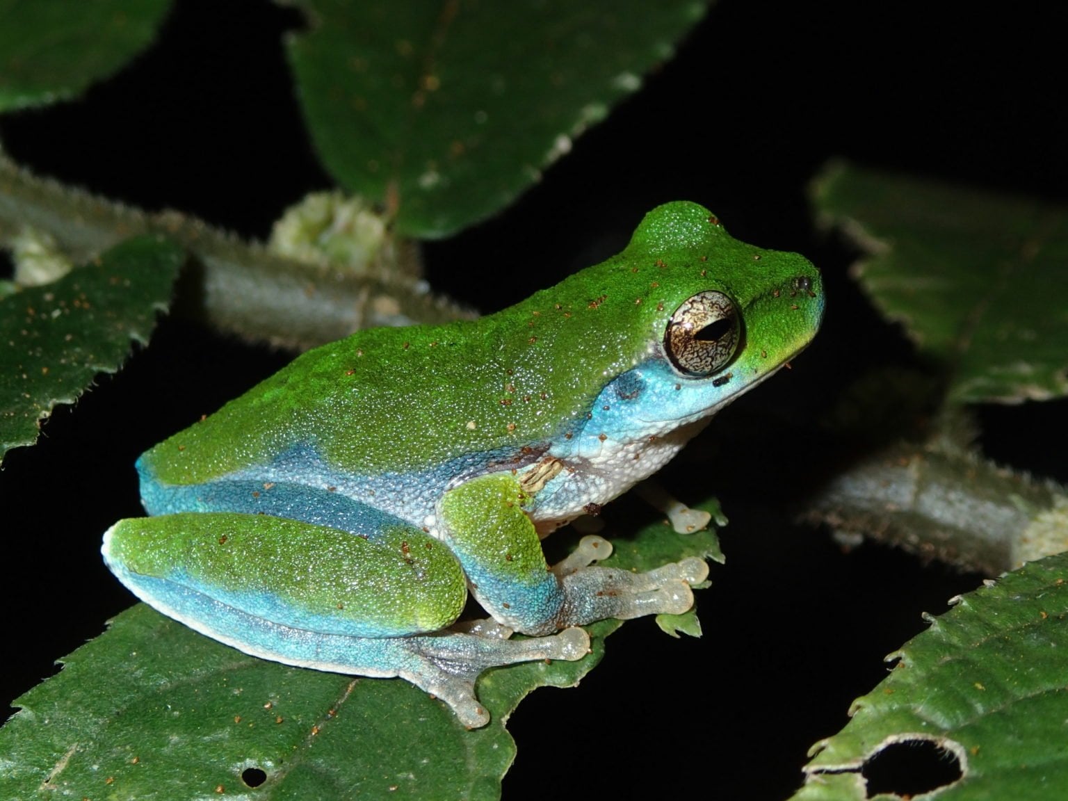 "I’ve seen only one in my life": the blue tree frog mystery ...