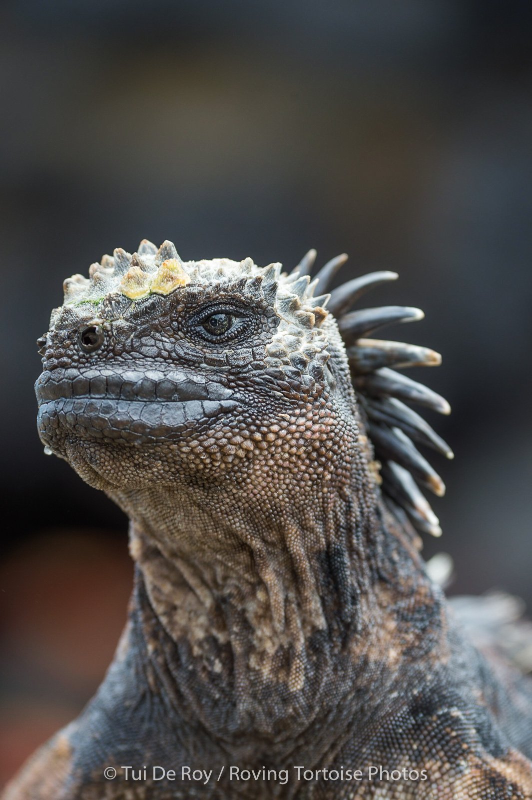 Marine Iguana
