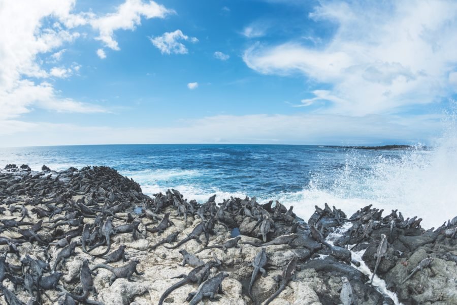 Meet the dragons of the Galapagos - Australian Geographic
