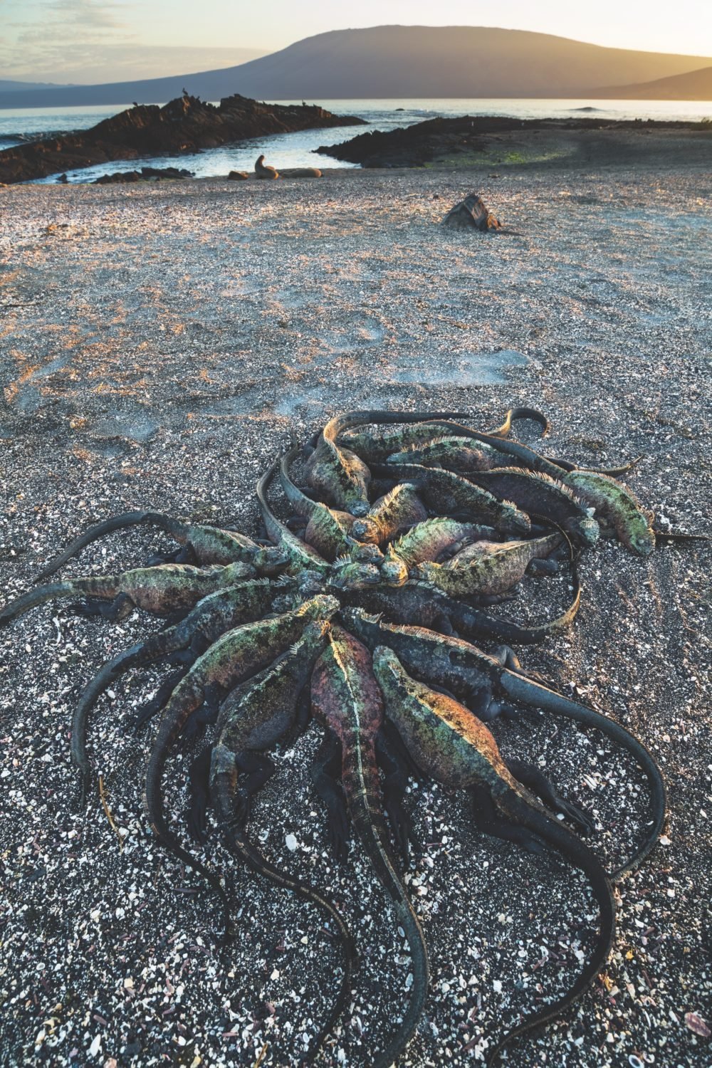 Meet the dragons of the Galapagos - Australian Geographic