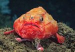 We won’t hold it against you, coffinfish - Australian Geographic