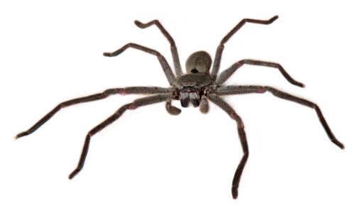Huntsman Spider - Australian Geographic