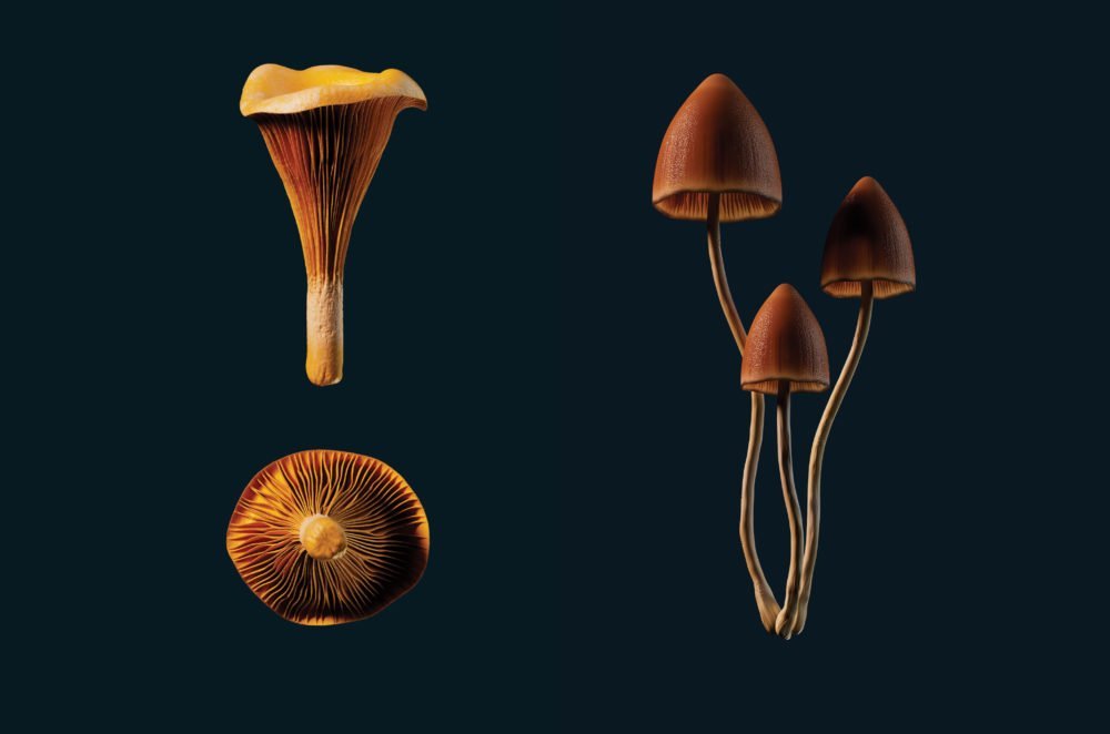 Stinkhorns: The fungi that smell like rotting flesh on purpose ...