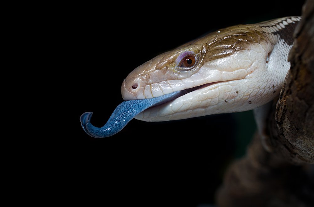 Blue-tongue lizards: facts you may not know - Australian Geographic