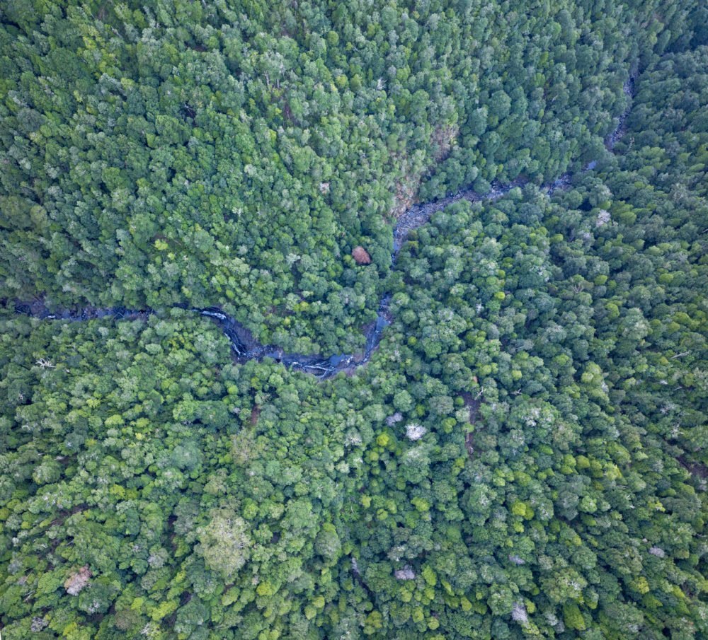 Treasure in the trees: ancient stand of Huon pines 'discovered ...