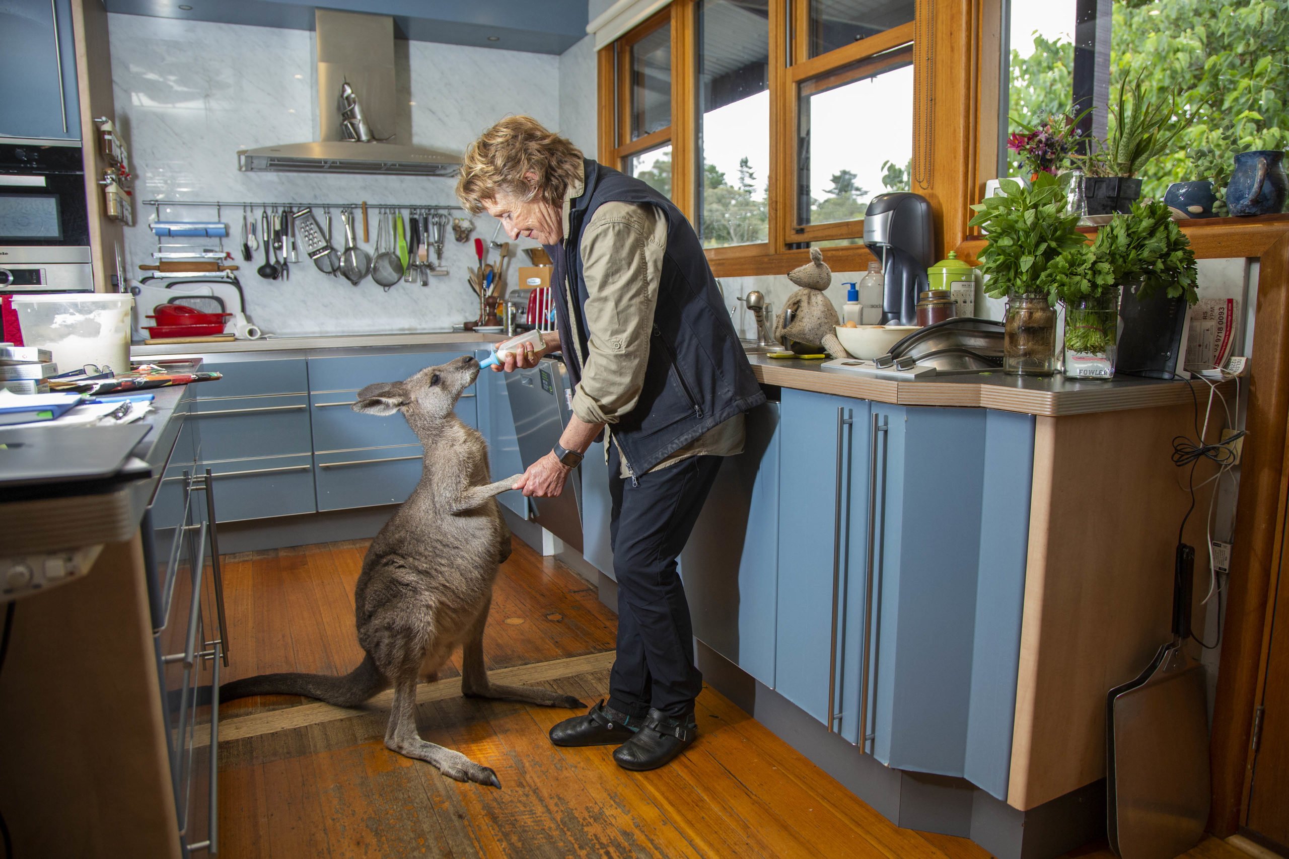 Landlocked: Kangaroos trapped by urban sprawl have nowhere left to go ...