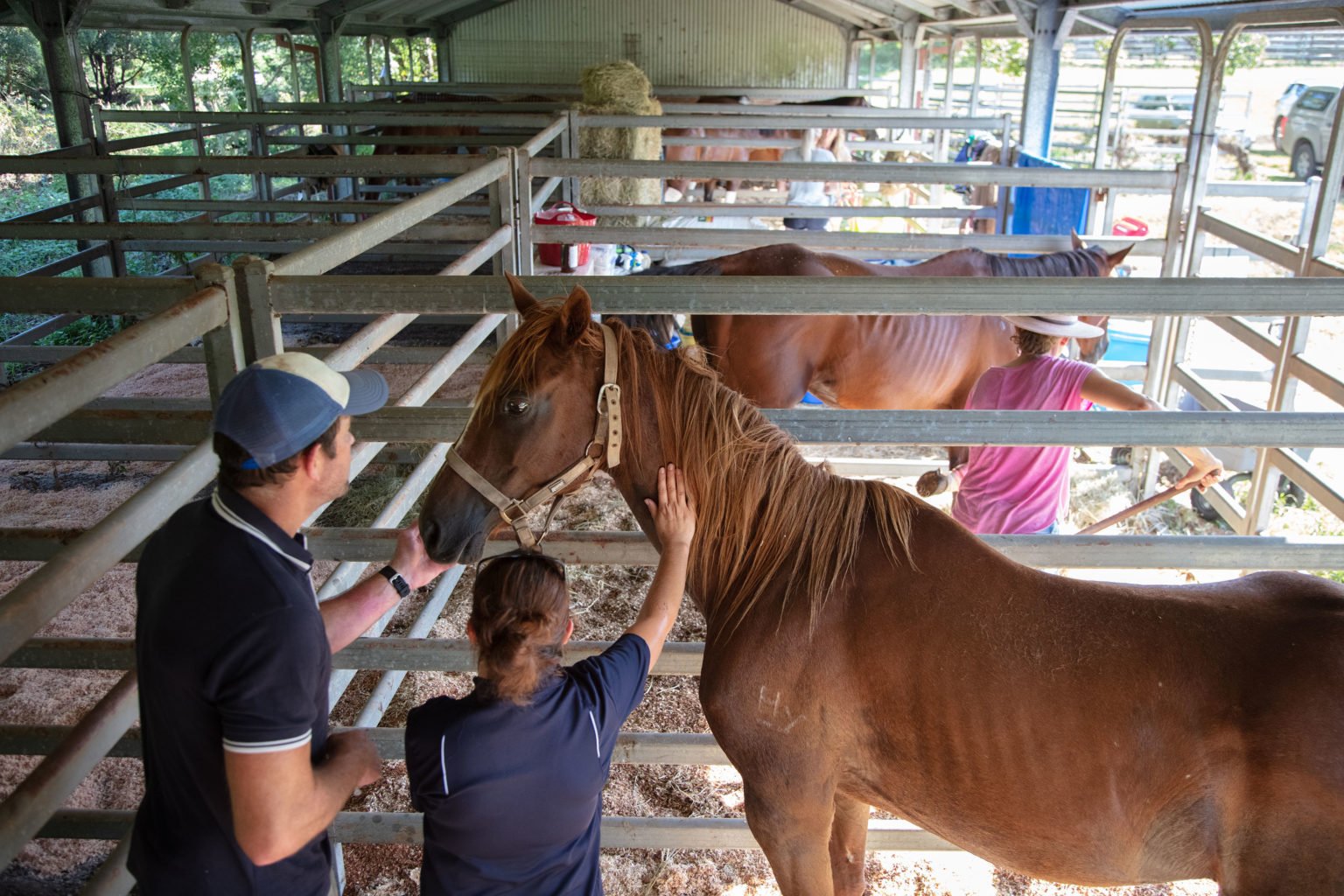 In pictures: the impacts of the floods on animals - Australian Geographic