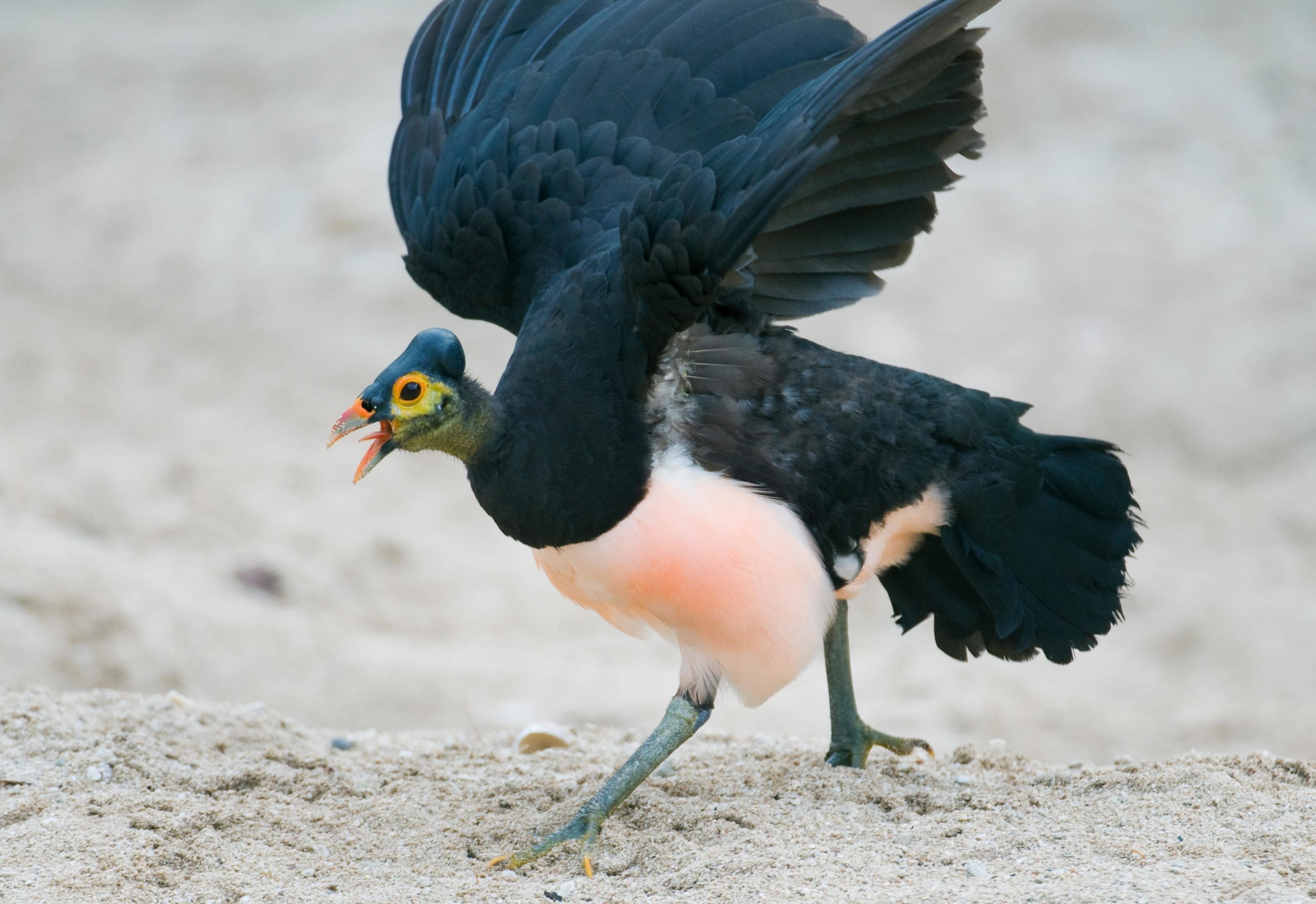 The maleo isn’t winning any parent of the year awards - Australian ...