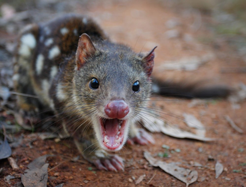 Quolls eat humans: Research reveals 111 times they made a meal of us ...