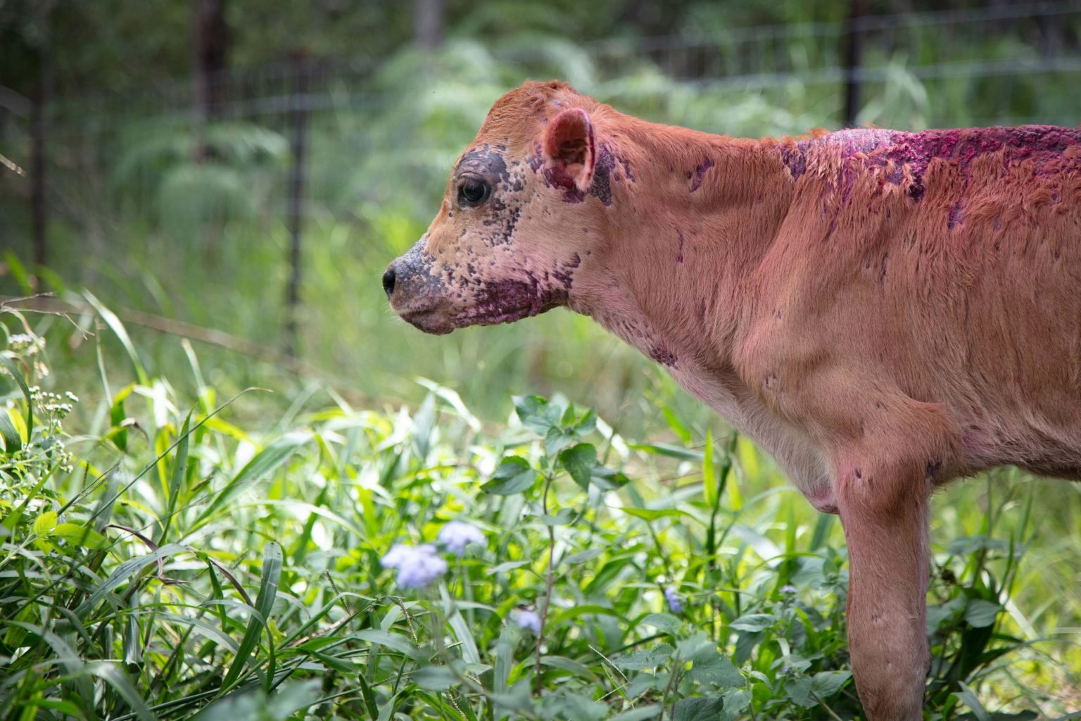 In pictures: the impacts of the floods on animals - Australian Geographic