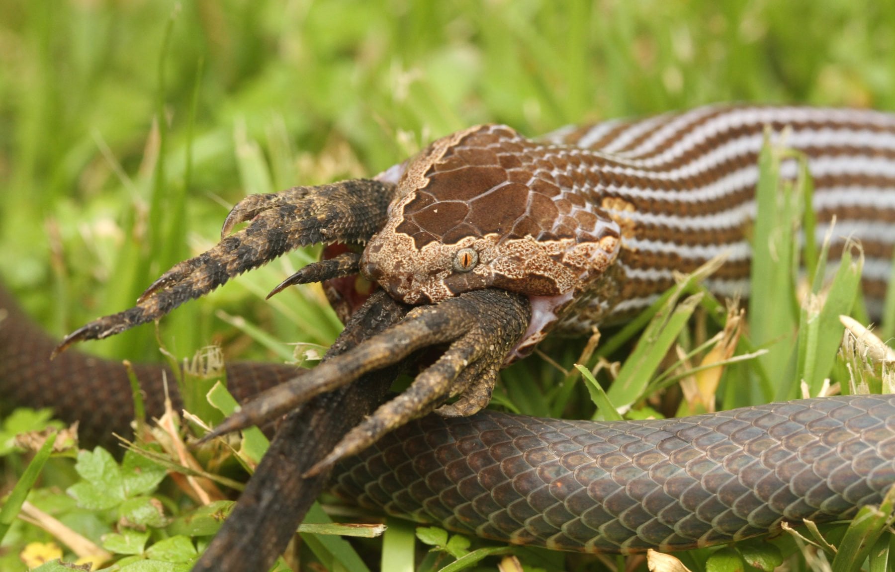 Snake vs dragon: in pictures - Australian Geographic