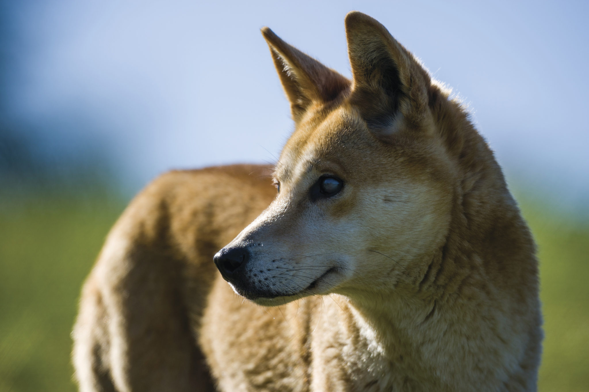 Whales to insects: A dingo's breakfast on K'gari - Australian Geographic