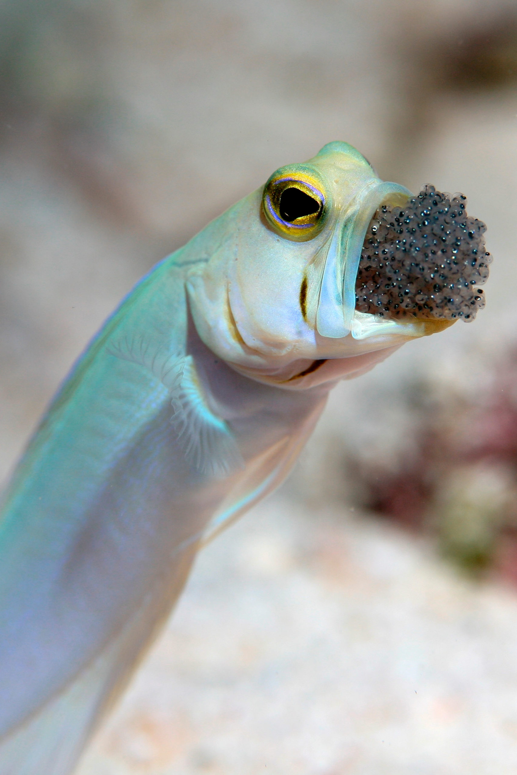 Don’t worry, cardinalfish, we didn’t want your eggs anyway - Australian ...