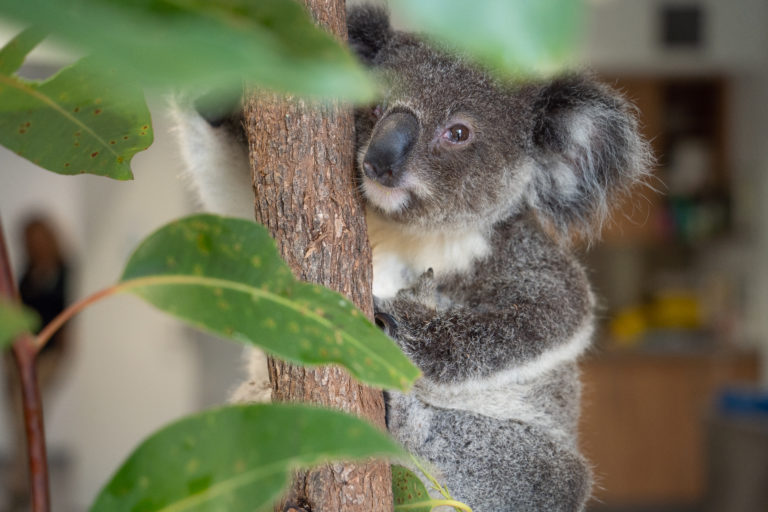 Clear-cutting koala country - Australian Geographic