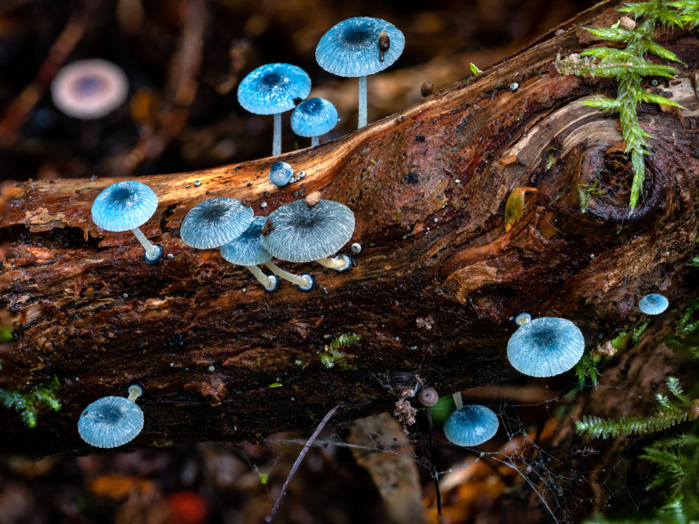 The fagus is turning... but for how long? - Australian Geographic