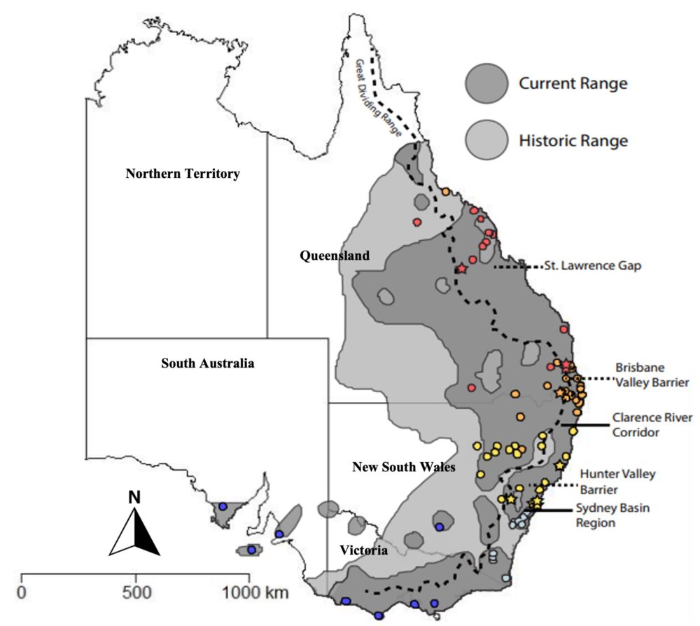New genetic data reveals five distinct koala groups - Australian Geographic