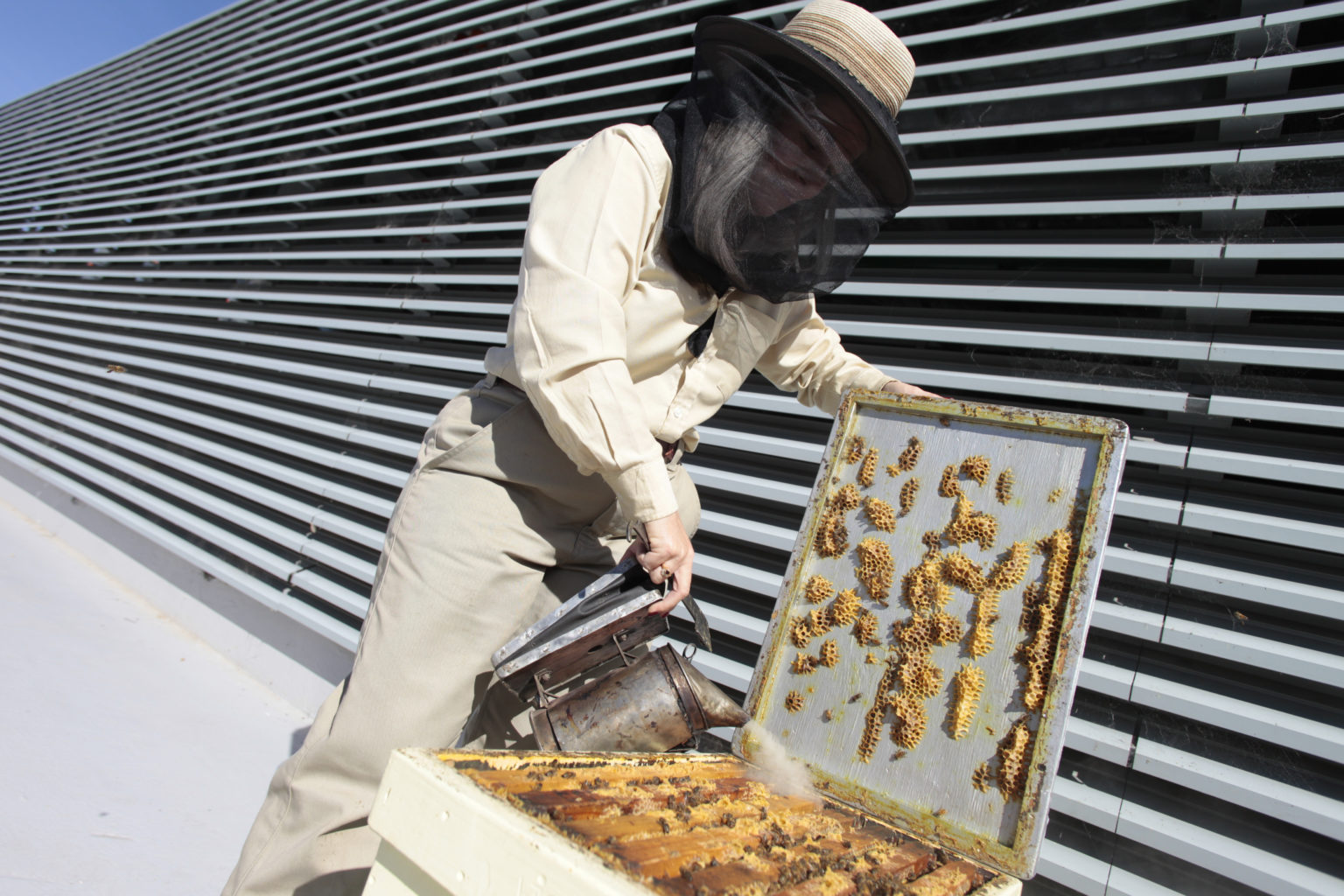 200 years since the honey bee came to our shores, it's hard to imagine ...