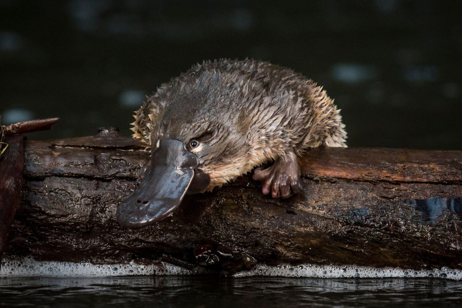 Help save the platypus - Australian Geographic