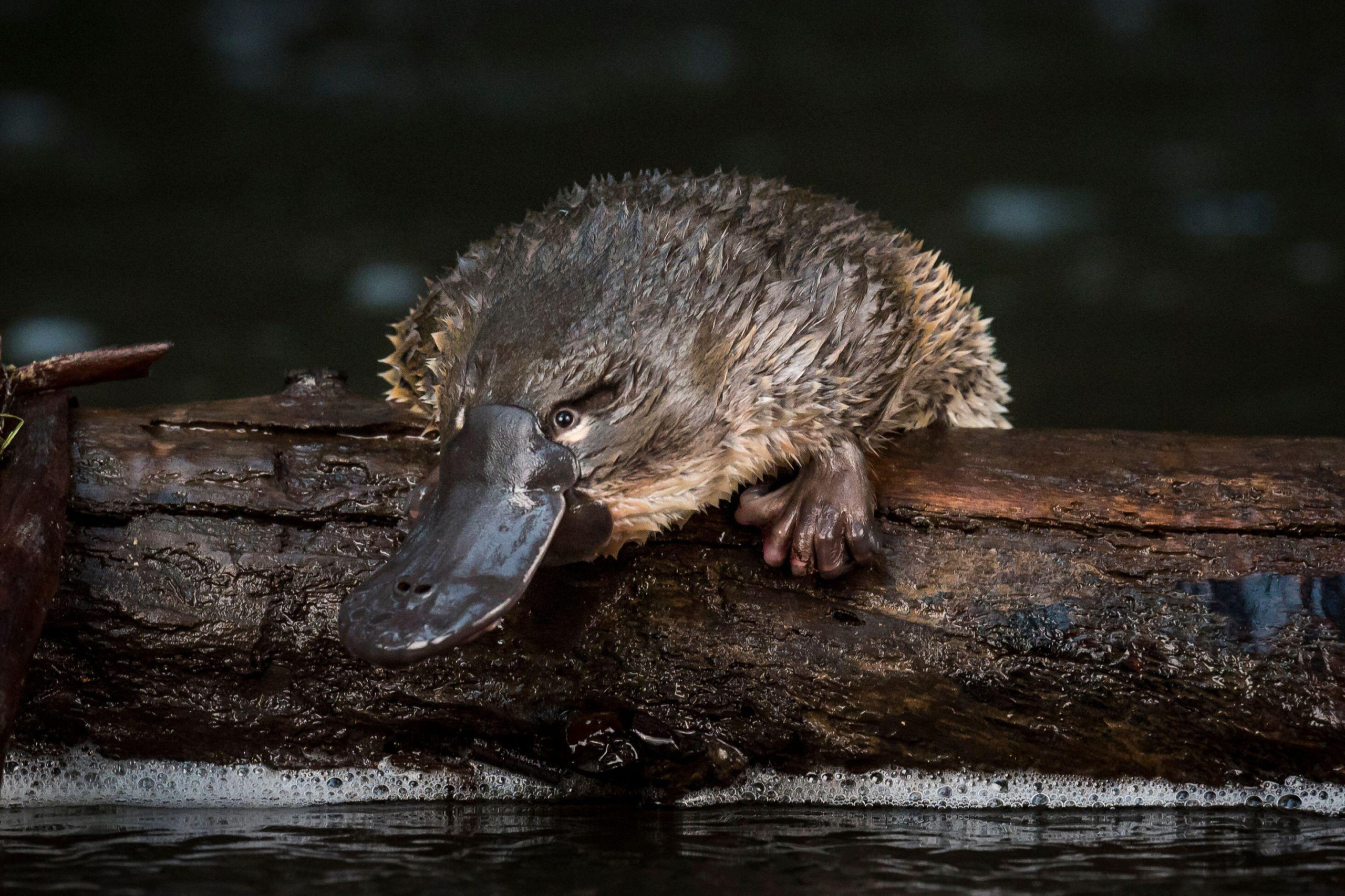 Australian Baby Platypus