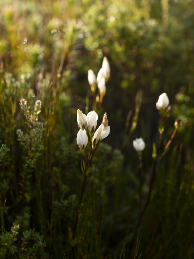 Bogs are beautiful - Australian Geographic