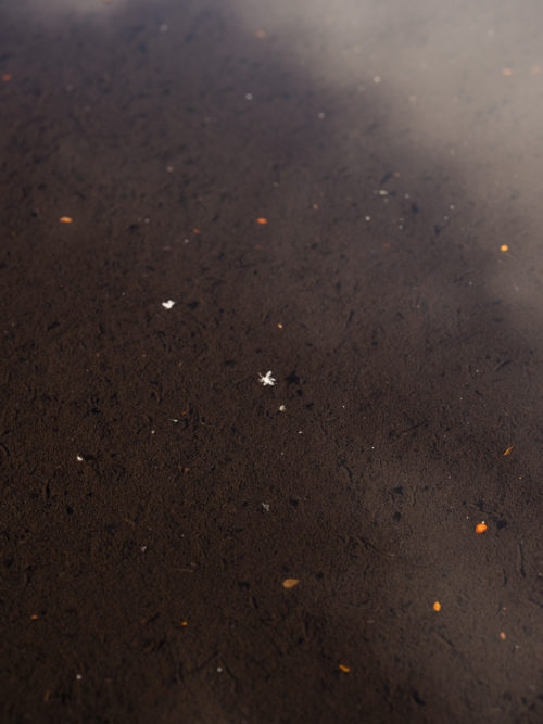 Bogs are beautiful - Australian Geographic