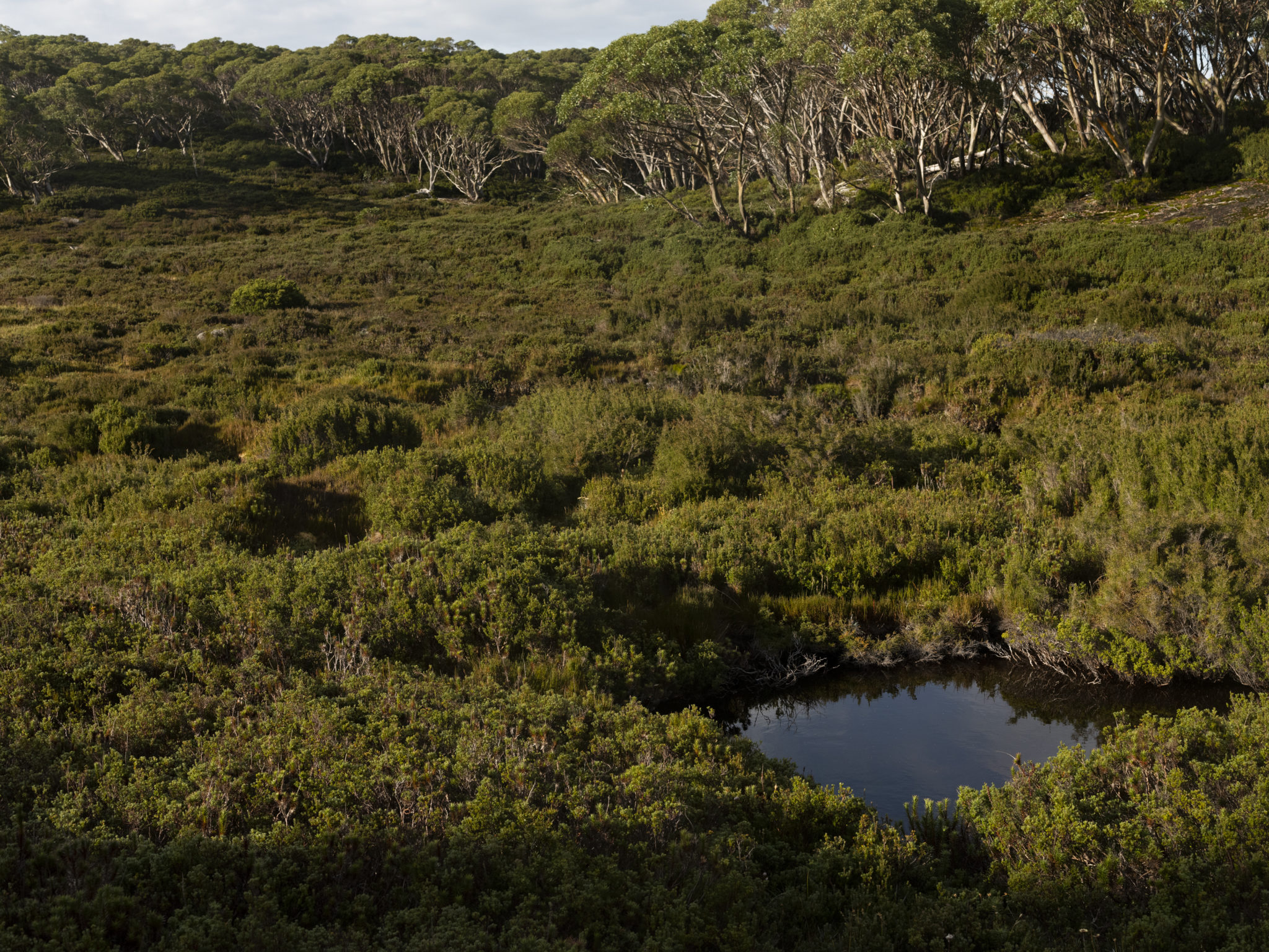 Bogs are beautiful - Australian Geographic