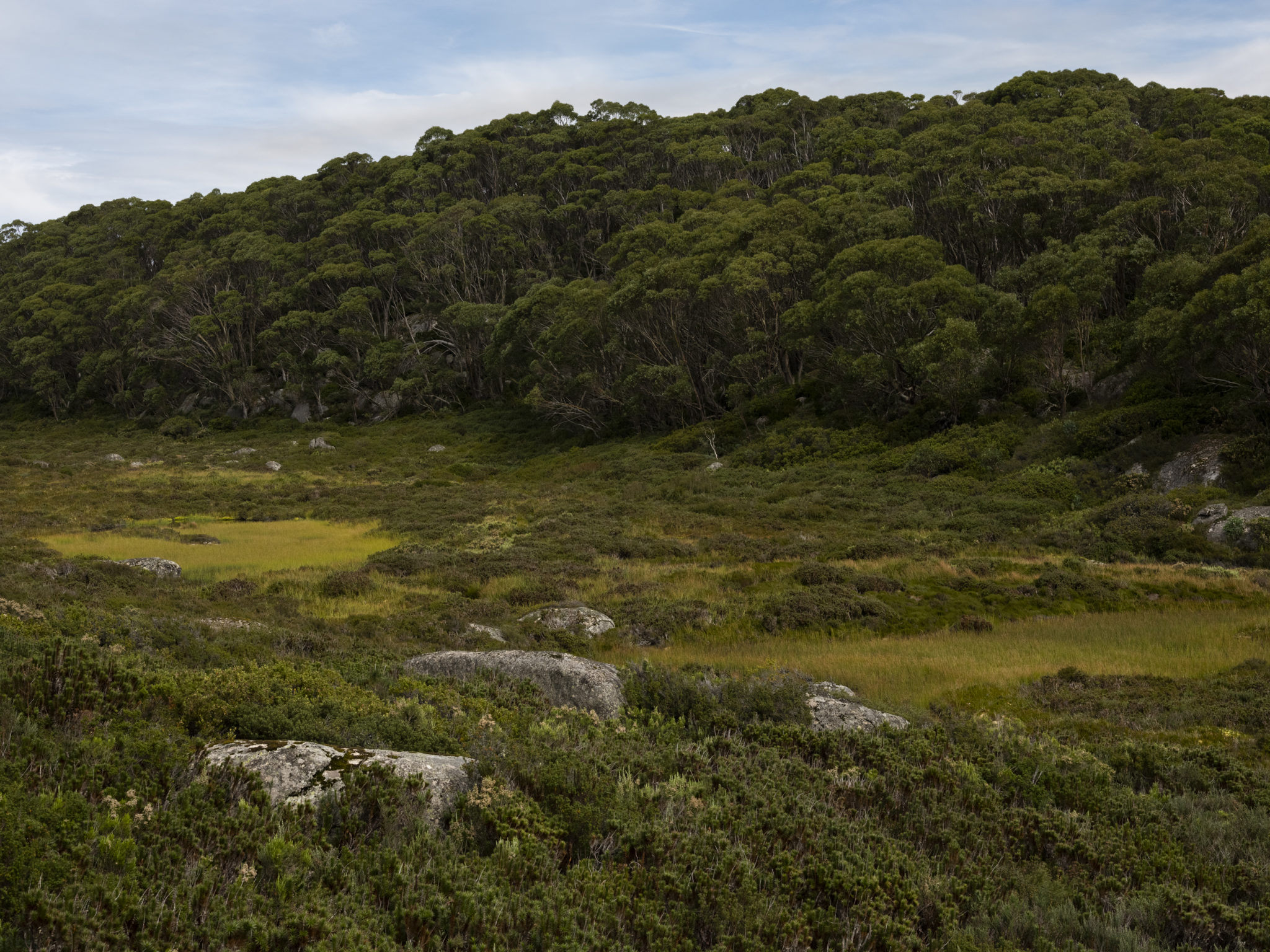 Bogs are beautiful - Australian Geographic
