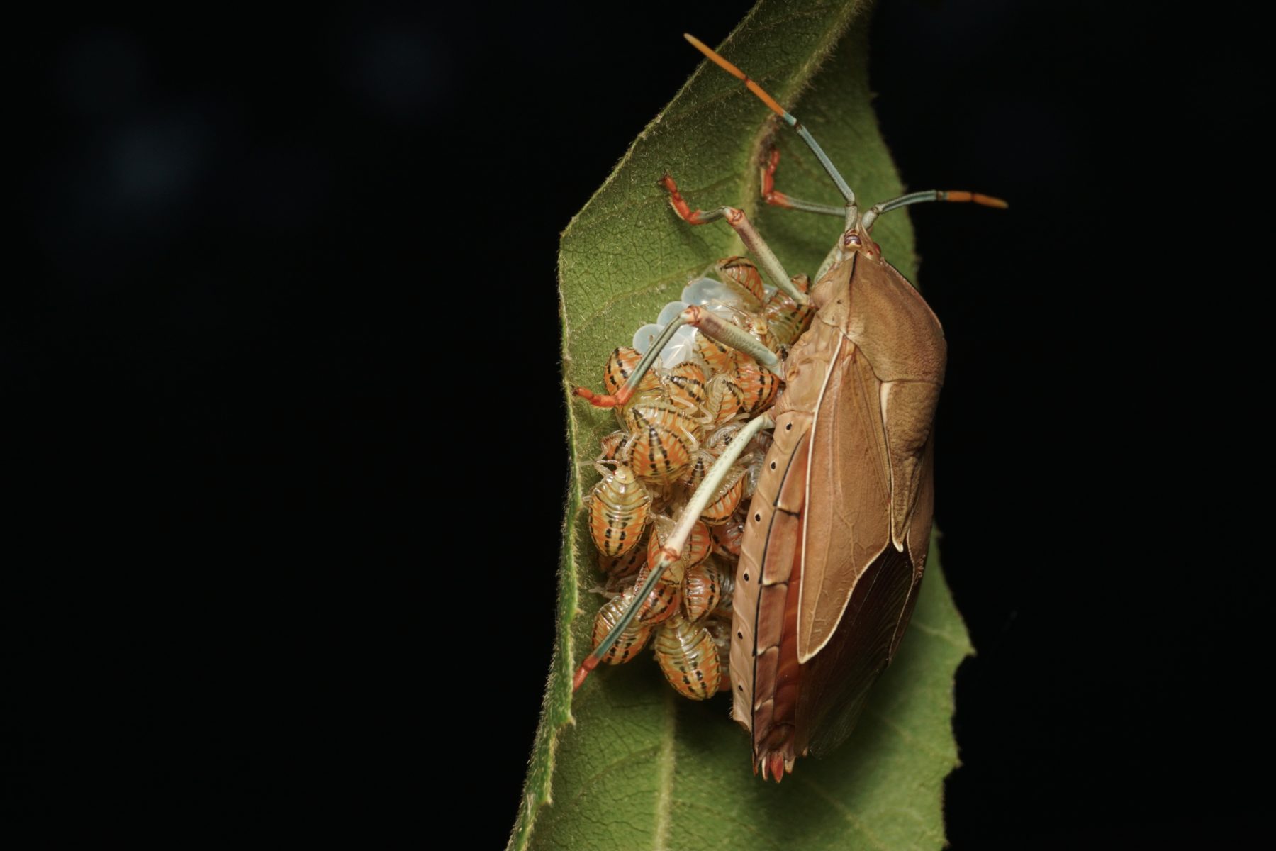 Maternal insects – humans aren't the only species that protect their ...