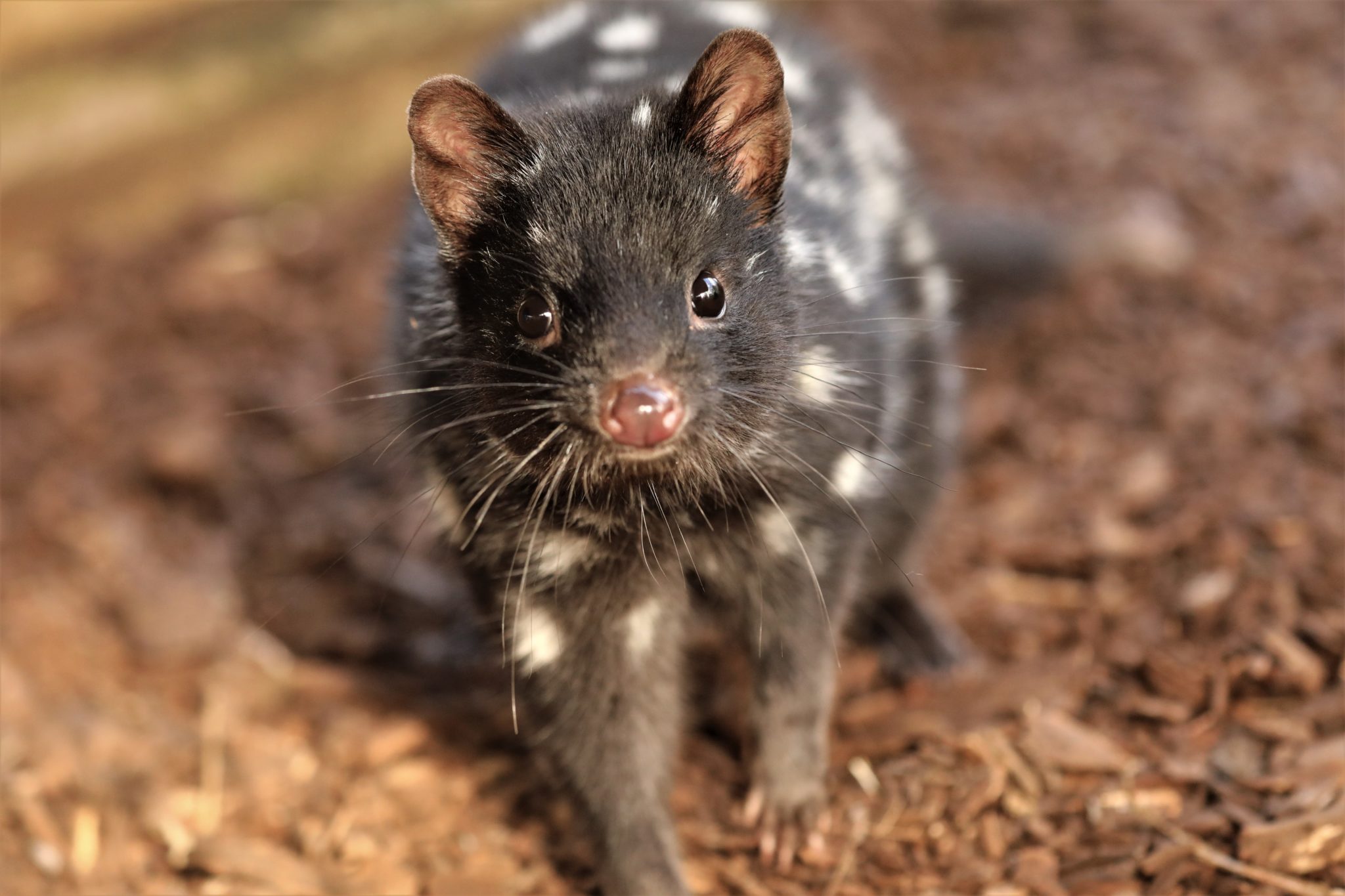 Largest ever: 50 eastern quolls released back into the wild on mainland ...