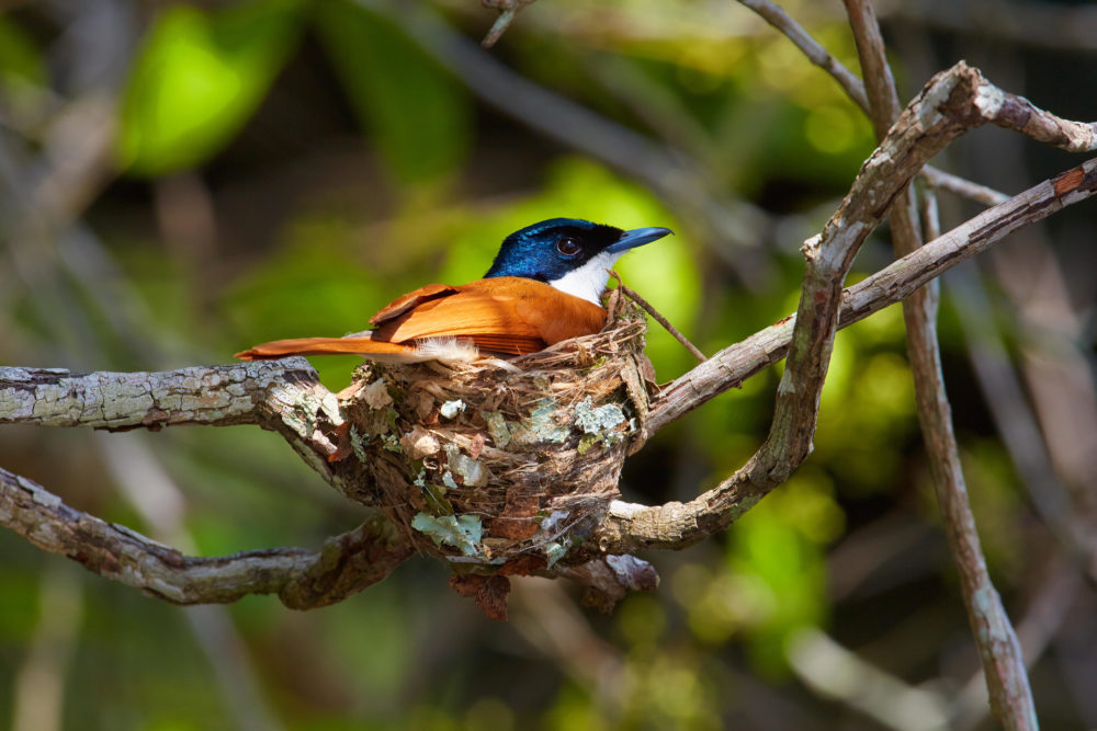 The shining flycatcher almost doesn’t look real - Australian Geographic