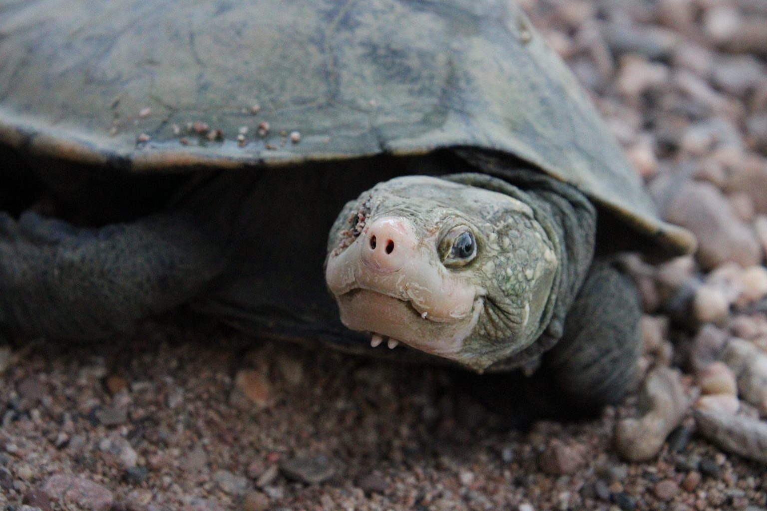 Steve Irwin’s long-lost bum-breathing turtle rediscovered in northern ...