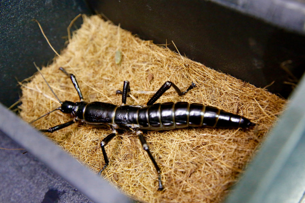 Meet the walking sausage! - Australian Geographic
