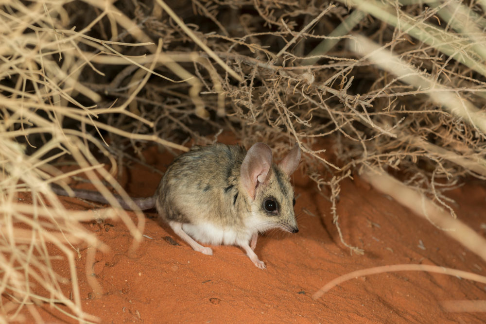 Australia’s cutest mammal is now Australia’s cutest three mammals ...