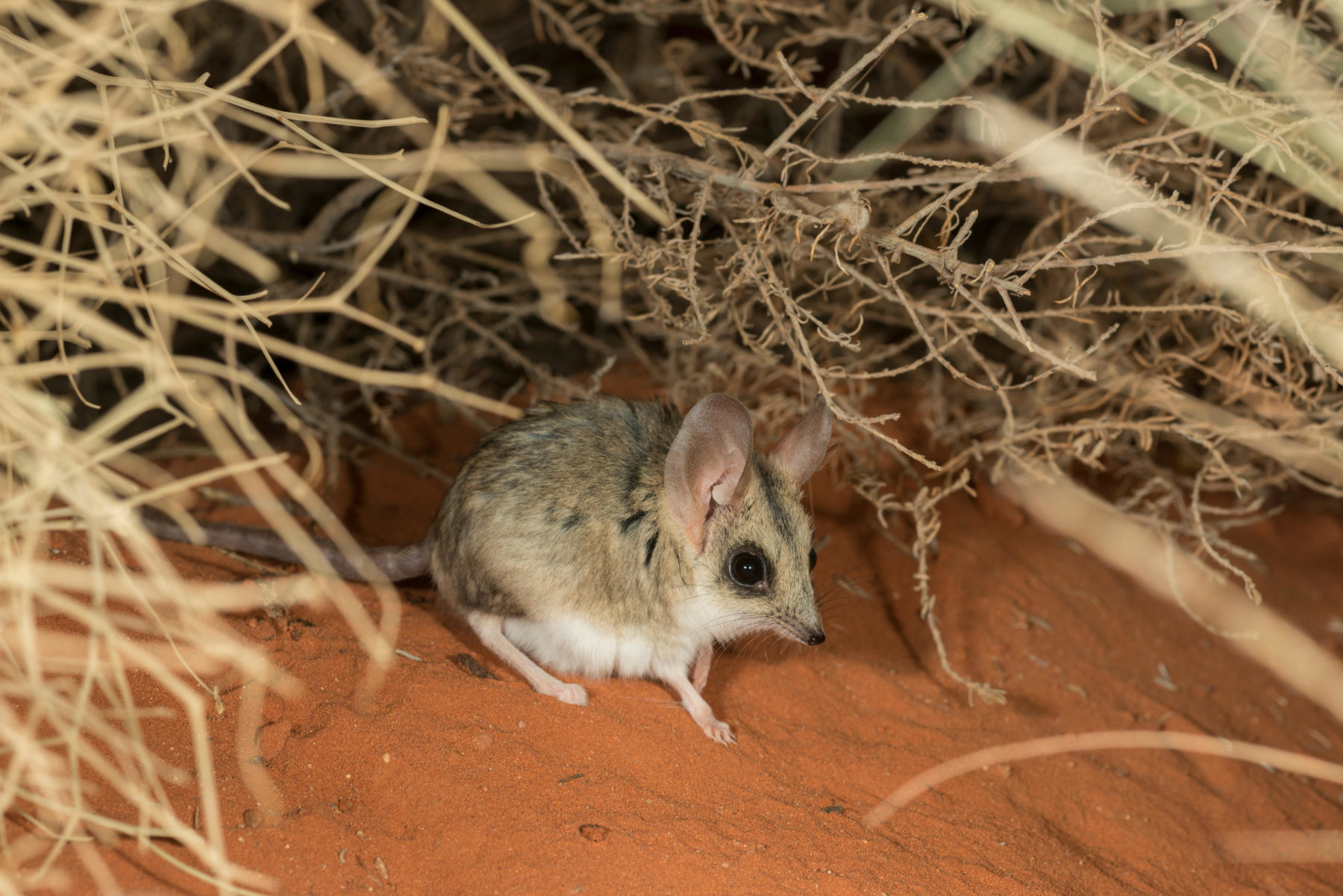Australia’s cutest mammal is now Australia’s cutest three mammals ...