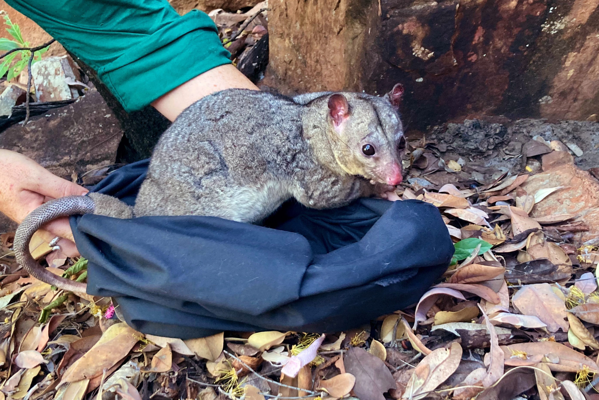 Rare possum caught for first time in the NT, enticed by peanut butter ...