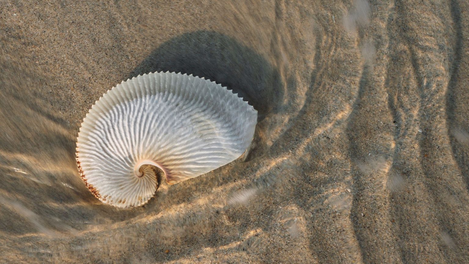 Five incredible facts about the paper nautilus - Australian Geographic