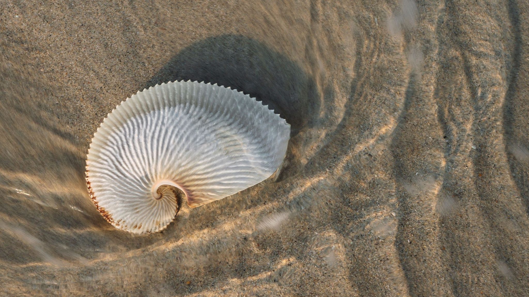 Five incredible facts about the paper nautilus - Australian Geographic