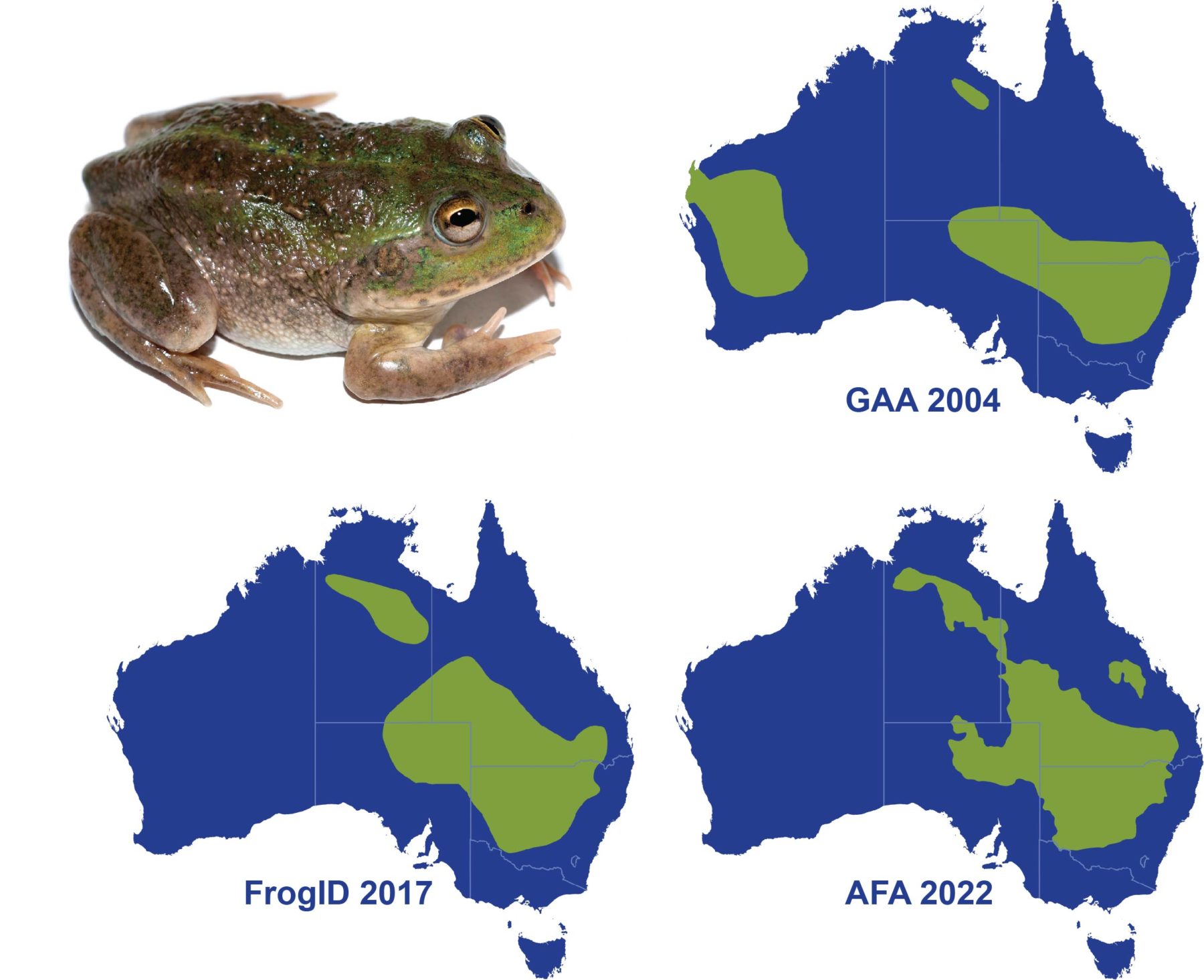 Citizen scientists huge help in creating Australian Frog Atlas: reveals ...