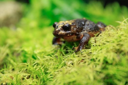 Frog in a bog - Australian Geographic