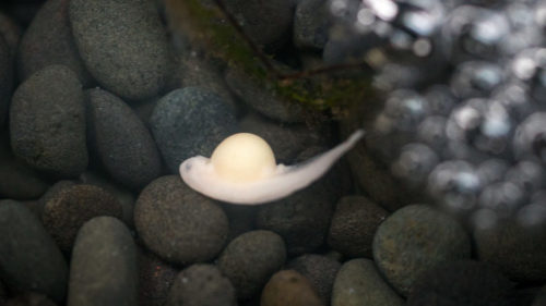 Frog in a bog - Australian Geographic