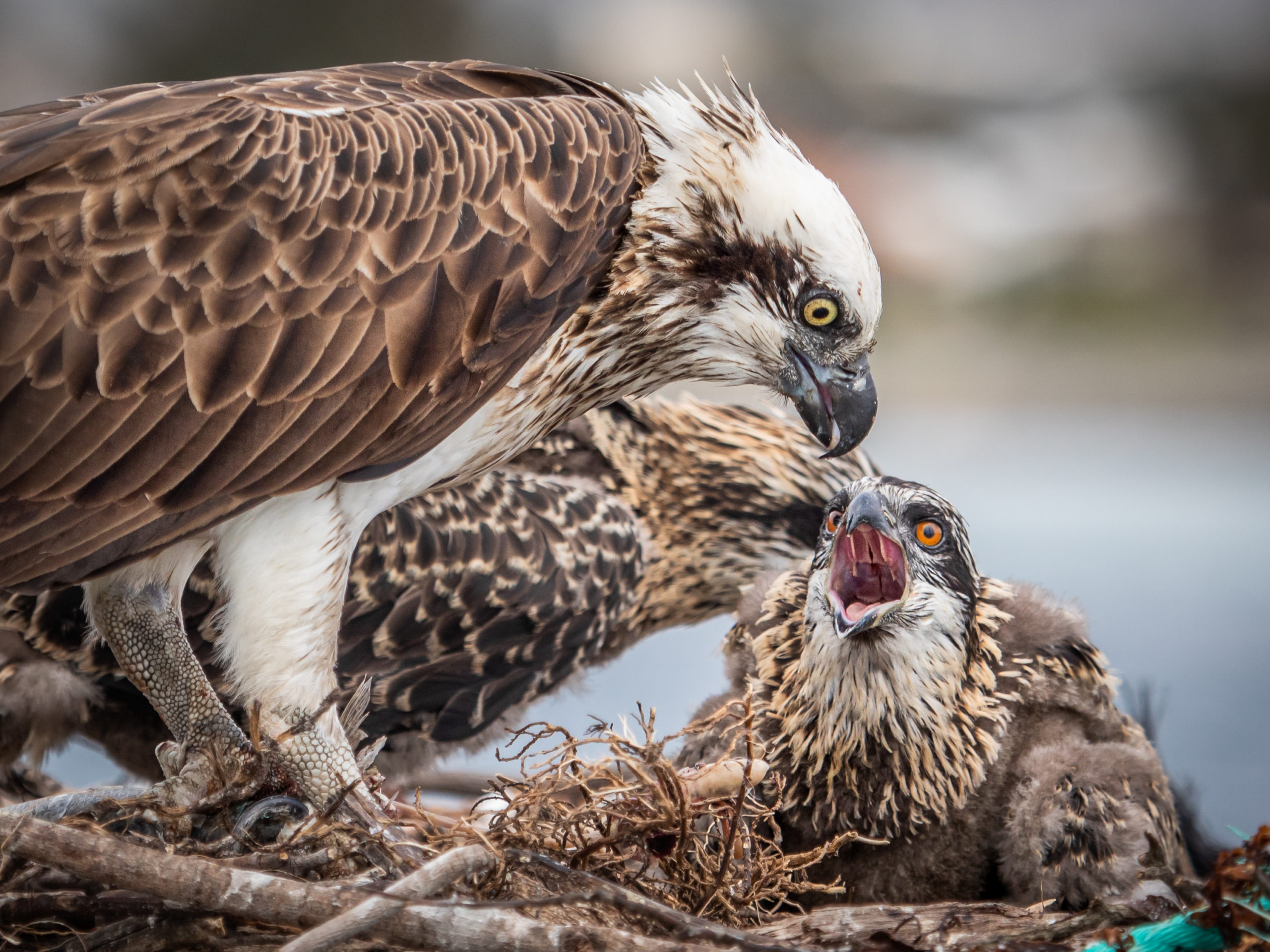 Osprey National Geographic