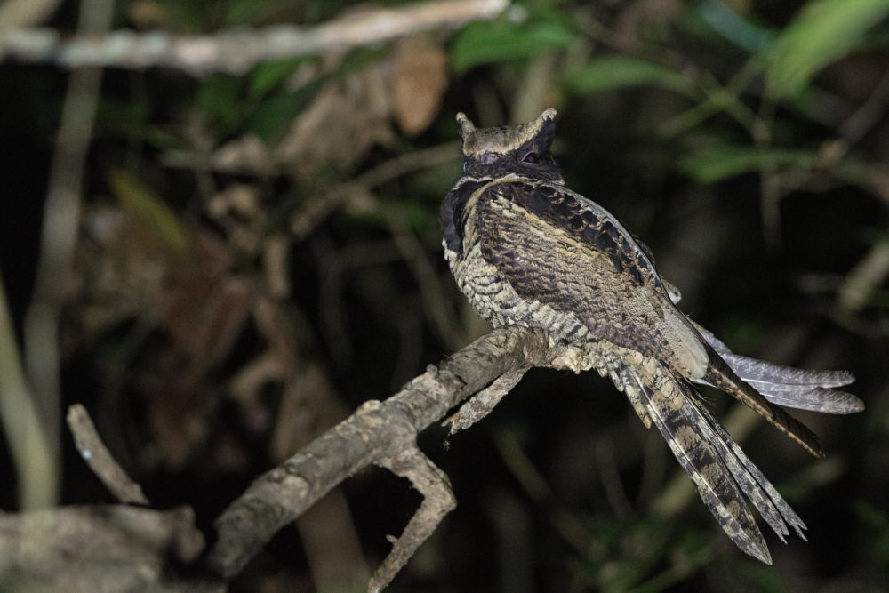 The great eared nightjar looks like a baby dragon - Australian Geographic