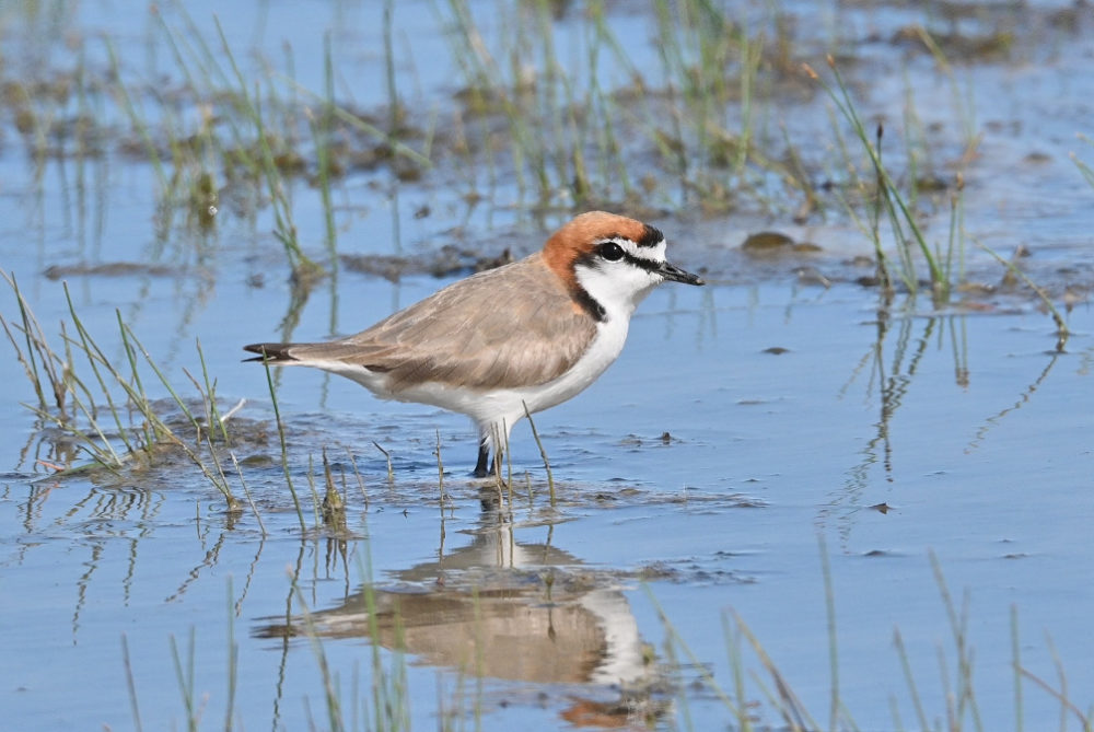 Birds of a feather: conservation on tour - Australian Geographic