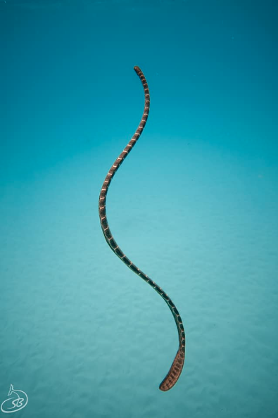 First recorded sighting of rare sea snake on Ningaloo Reef, WA ...